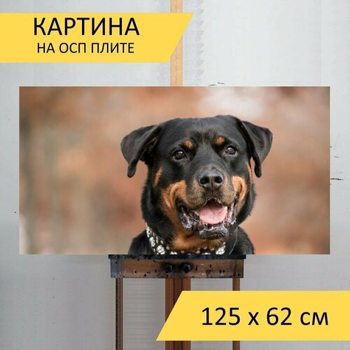 Картина на ОСП 125х62 см. "Ротвейлер, собака, портрет" горизонтальная, для интерьера, с креплениями