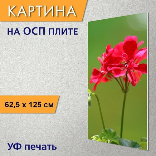 Вертикальная картина на ОСП "Герань, цветок, красный" 62x125 см. для интерьериа