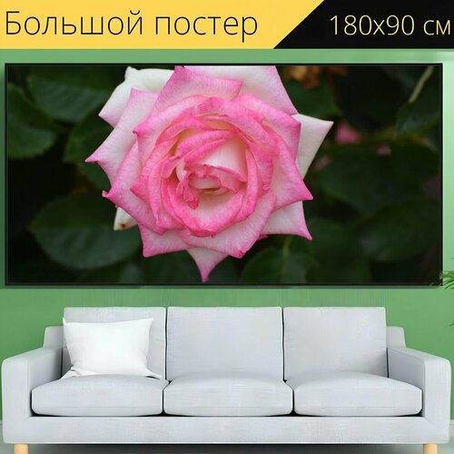 Большой постер "Роза, цветок, цвести" 180 x 90 см. для интерьера