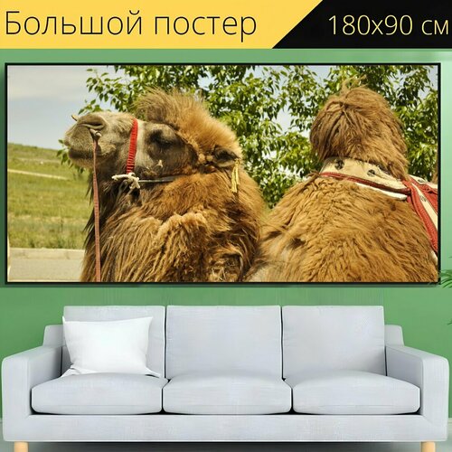 Большой постер "Верблюд, бактриан, млекопитающее" 180 x 90 см. для интерьера