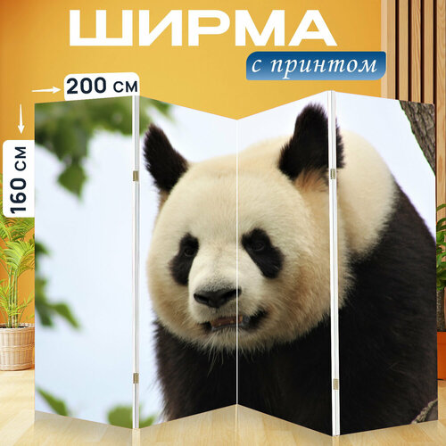 Ширма перегородка с принтом "Панда, зоопарк, боваль" на холсте - 200x160 см. для зонирования, раскладная