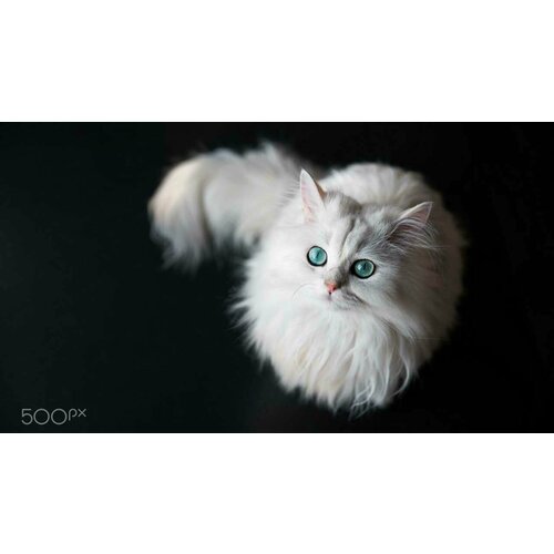 Картина на холсте 60x110 LinxOne "Кот животные зеленые глаза белый" интерьерная для дома / на стену / на кухню / с подрамником