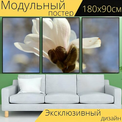 Модульный постер "Магнолия, белый цветок, лепестки" 180 x 90 см. для интерьера
