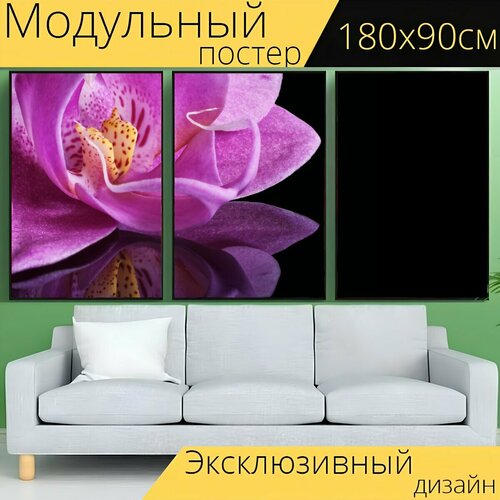 Модульный постер "Орхидея, цвести, цветок" 180 x 90 см. для интерьера