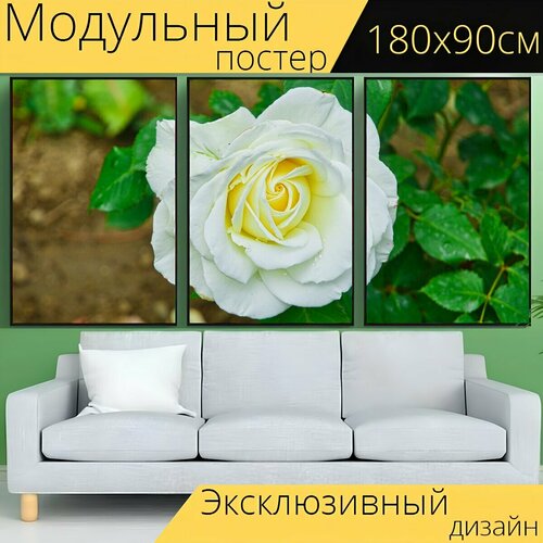 Модульный постер "Роза, лепестки, цветочный" 180 x 90 см. для интерьера