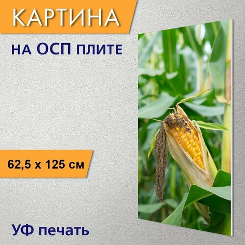 Вертикальная картина на ОСП "Кукуруза, обрезать, плантация" 62x125 см. для интерьериа