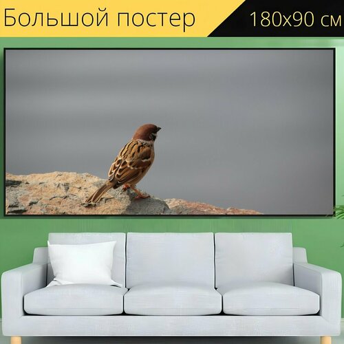 Большой постер "Воробей, птица, камень" 180 x 90 см. для интерьера