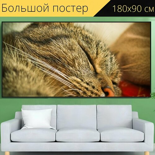 Большой постер "Кот, животное, домашнее животное" 180 x 90 см. для интерьера