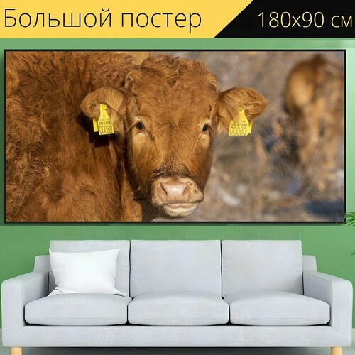 Большой постер "Животное, корова, домашний скот" 180 x 90 см. для интерьера