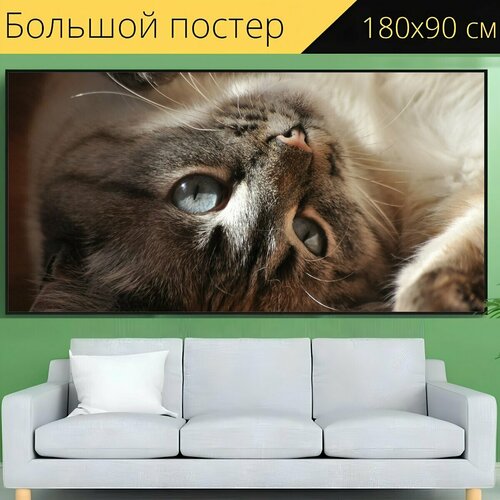 Большой постер "Кошка, кот, светлый" 180 x 90 см. для интерьера