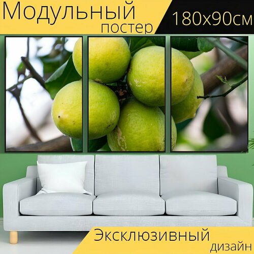 Модульный постер "Пучок лимона, цитрусовые фрукты, сырой" 180 x 90 см. для интерьера