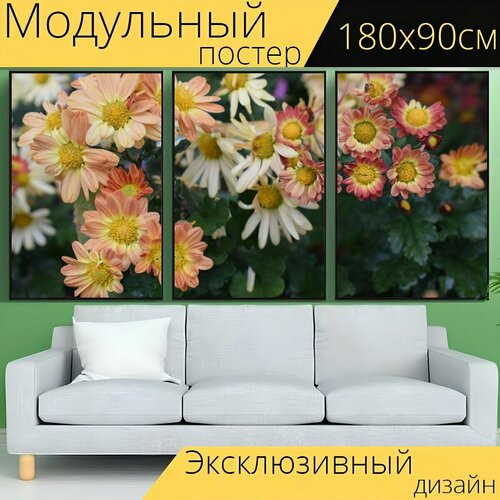 Модульный постер "Хризантема, цветок, блум" 180 x 90 см. для интерьера