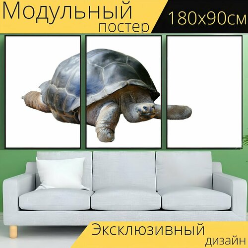 Модульный постер "Изолированный, черепаха, водная жизнь" 180 x 90 см. для интерьера