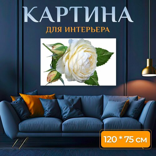 Картина на холсте "Цветок, роза, белый" на подрамнике 120х75 см. для интерьера