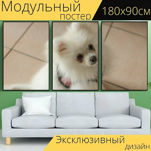 Модульный постер "Померанский шпиц, щенок, собака" 180 x 90 см. для интерьера