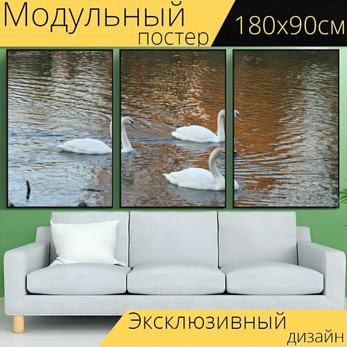 Модульный постер "Лебедь, лужа, озеро" 180 x 90 см. для интерьера