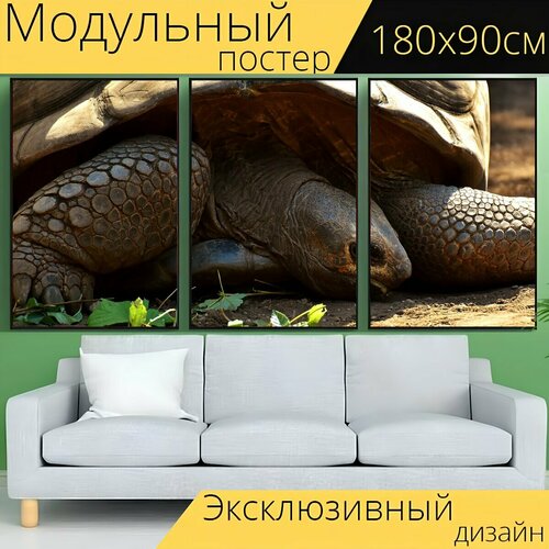 Модульный постер "Гигантские черепахи, животные, бак" 180 x 90 см. для интерьера