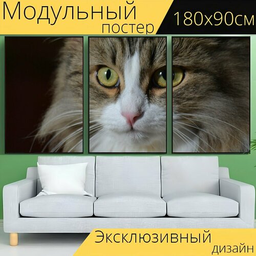 Модульный постер "Кошка, красивая кошка, глаза" 180 x 90 см. для интерьера
