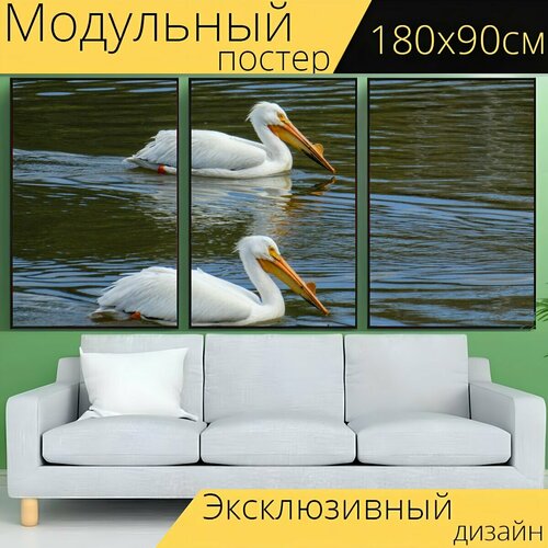 Модульный постер "Пеликаны, птицы, водоплавающая птица" 180 x 90 см. для интерьера