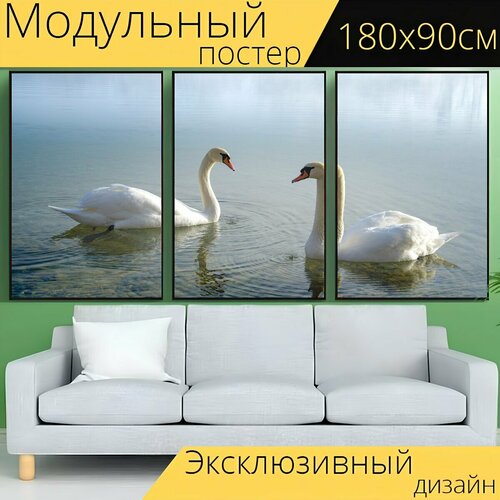 Модульный постер "Лебедь, лебеди, птица" 180 x 90 см. для интерьера