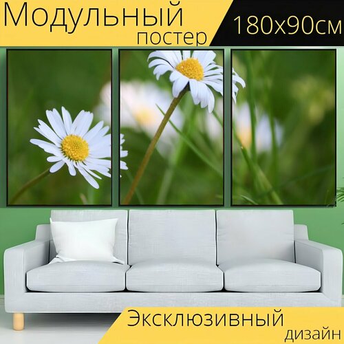 Модульный постер "Ромашки, белые цветки, белые ромашки" 180 x 90 см. для интерьера