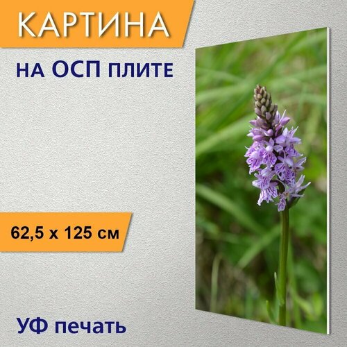 Вертикальная картина на ОСП "Орхидея, цветок, фиолетовый" 62x125 см. для интерьериа