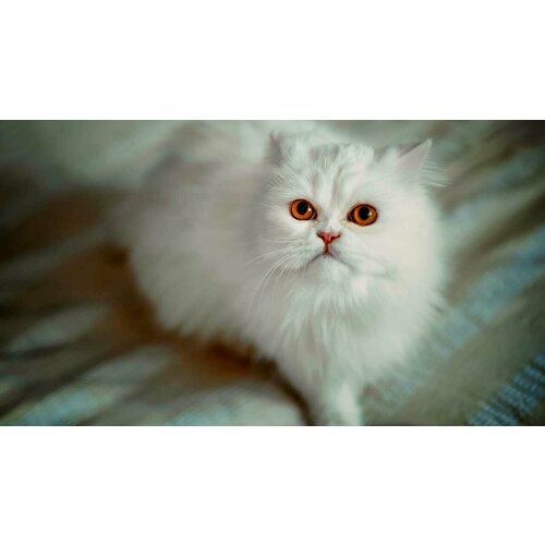 Картина на холсте 60x110 LinxOne "Животное кошка перс кот взгляд" интерьерная для дома / на стену / на кухню / с подрамником
