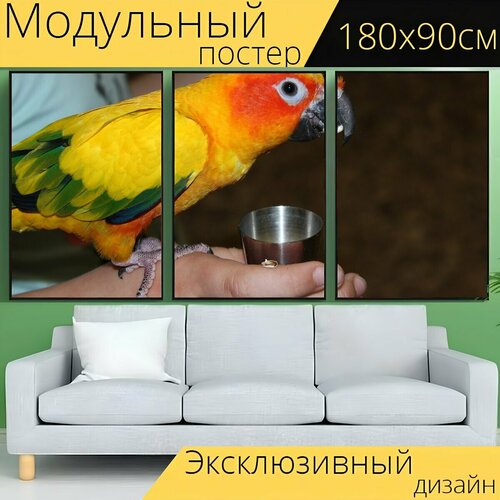 Модульный постер "Попугай, красочный, птица" 180 x 90 см. для интерьера