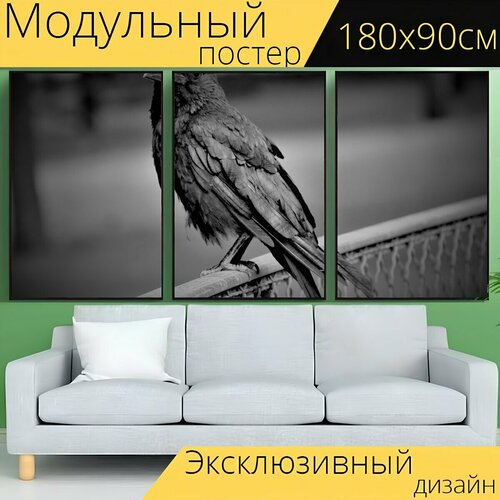 Модульный постер "Ворона, птицы, знакомые" 180 x 90 см. для интерьера