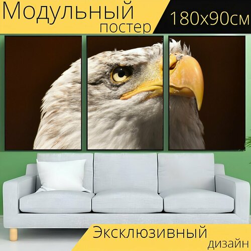 Модульный постер "Орел, белоголовый орлан, птица" 180 x 90 см. для интерьера