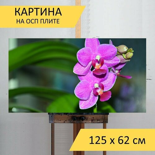 Картина на ОСП 125х62 см. "Орхидея, фаленопсис, цвести" горизонтальная, для интерьера, с креплениями