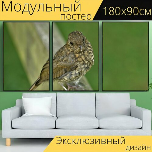 Модульный постер "Птенец, молодая птица, клюв" 180 x 90 см. для интерьера