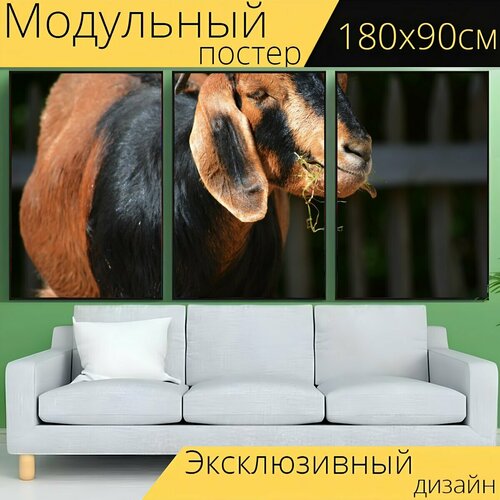 Модульный постер "Козел, животное, домашний скот" 180 x 90 см. для интерьера