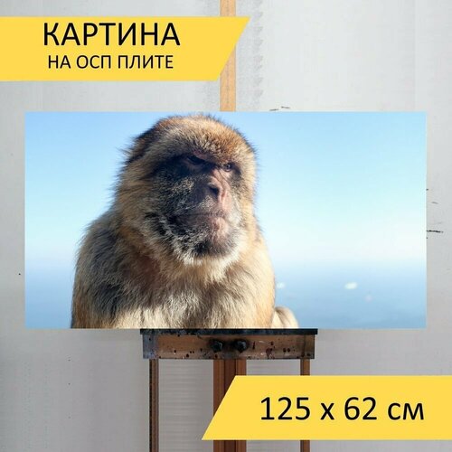 Картина на ОСП 125х62 см. "Макаки, обезьяна, гибралтар" горизонтальная, для интерьера, с креплениями