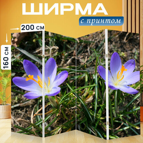 Ширма перегородка с принтом "Крокусы, цветы, весна" на холсте - 200x160 см. для зонирования, раскладная