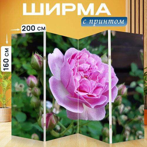 Ширма перегородка с принтом "Роза, цветок, лепестки" на холсте - 200x160 см. для зонирования, раскладная