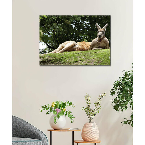 Картина - кенгуру, большой кенгуру, кенгуру лежит, кенгуру на траве (17) 40х60
