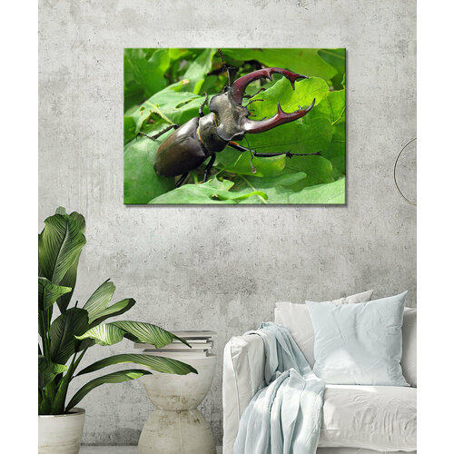 Картина - жук-олень, жук, жук с рогами, крупный жук, природа, макро (7) 60х80
