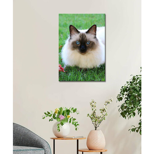 Картина - бирманская кошка, белая шерсть, пушистая кошка, ласковая кошка (29) 20х30