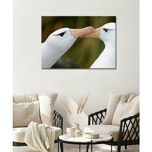 Картина/Картина на холсте для интерьера/Картина на стену/Картина для кухни/ - Чернобровый альбатрос (1) 30х40