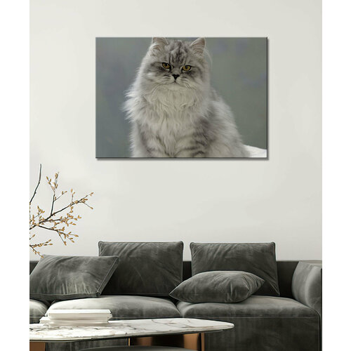 Картина - кошка, персидская кошка, домашняя кошка, ласковая кошка, кот (302) 40х60