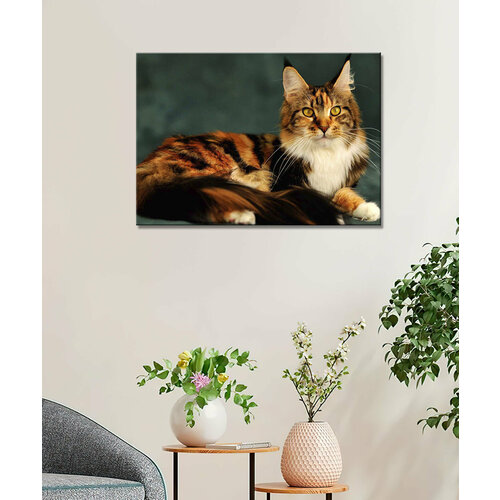 Картина - кошка, мейн-кун, домашняя кошка, ласковая кошка, кот (289) 50х70