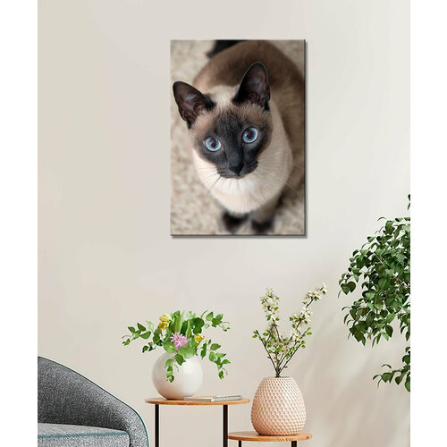 Картина - кошка, сиамская кошка, домашняя кошка, ласковая кошка, короткошерстная кошка, кот (82) 30х40