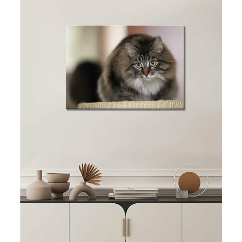 Картина - кошка, сибирская кошка, домашняя кошка, ласковая кошка, полудлинношёрстная кошка, кот (111) 60х80