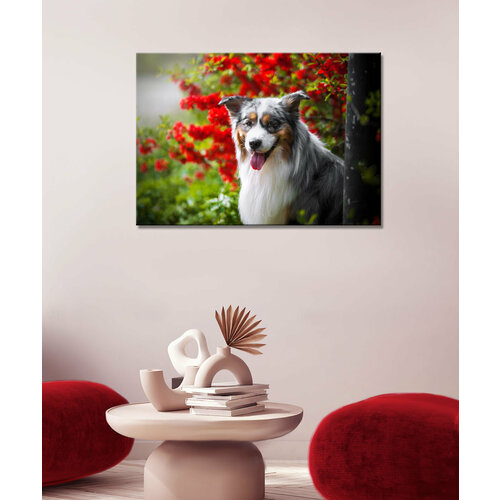 Картина - Австралийская овчарка, аусси, аусси собака, овчарка аусси, аусси шерсть, аусси мордочка, красивая аусси в цветах (51) 40х60
