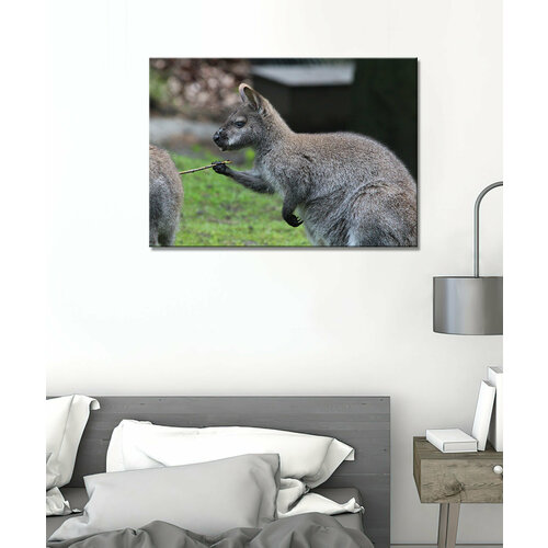 Картина - кенгуру, серый кенгуру, кенгуру держит палочку, кенгуру в природе (33) 30х40
