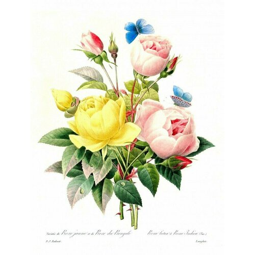 Плакат, постер на холсте RB Botanical-Roses/Розы. Размер 42 на 60 см