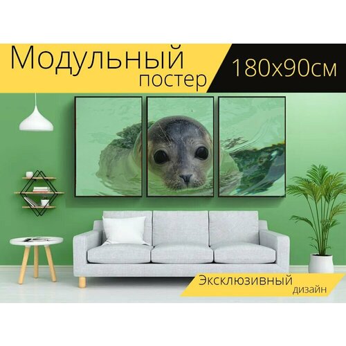 Модульный постер "Тюлень, животное, млекопитающее" 180 x 90 см. для интерьера