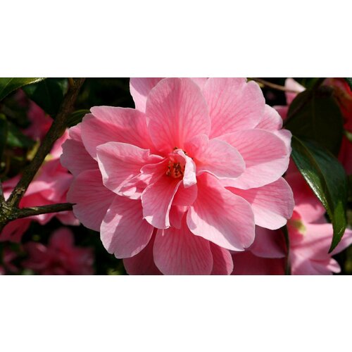 Картина на холсте 60x110 LinxOne "Весна цветок розовый ветка" интерьерная для дома / на стену / на кухню / с подрамником