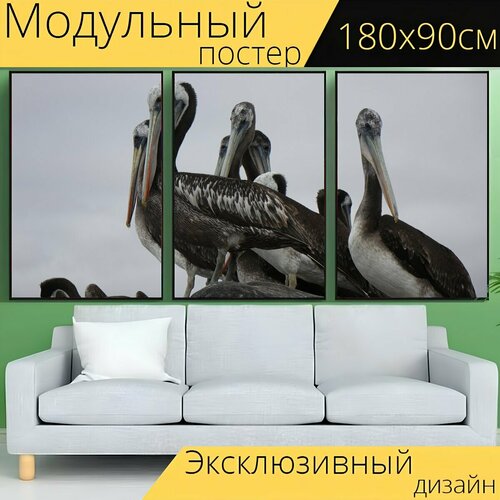 Модульный постер "Пеликаны, птицы, животные" 180 x 90 см. для интерьера